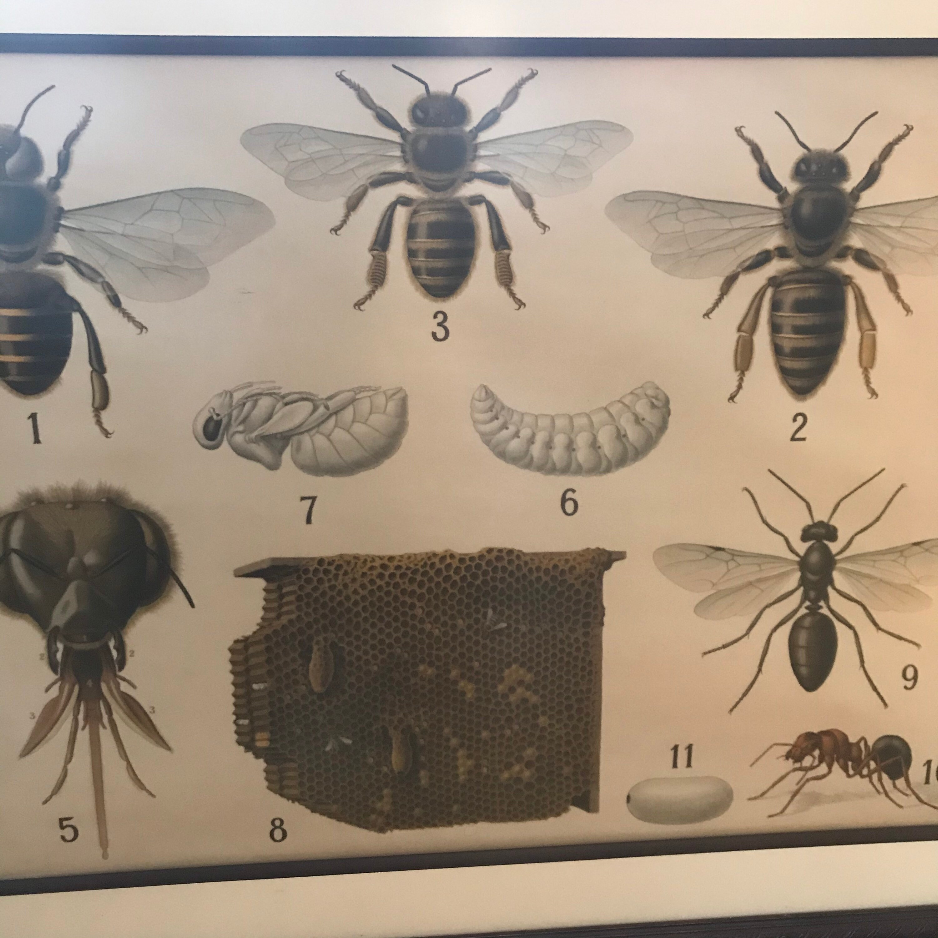 Antique Bee Chart Scientific Insect Chart Honey Bee Chart - Etsy