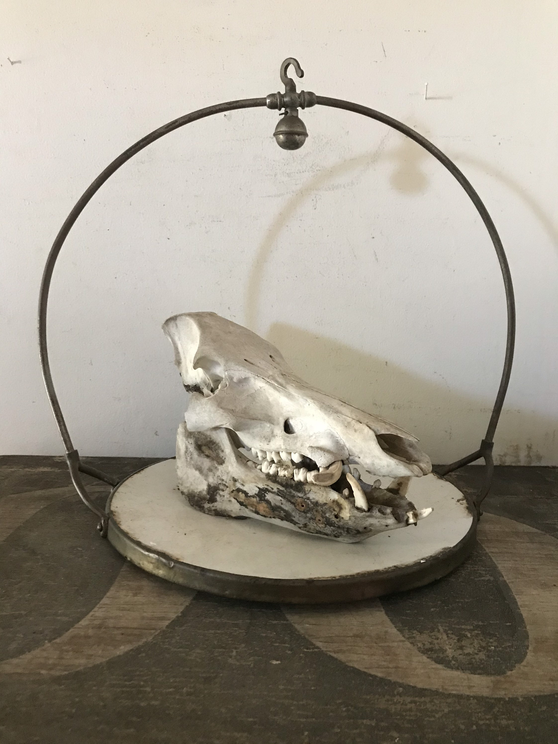 Antique Boar Skull Specimen Curiosity Animal Head Taxidermy - Etsy