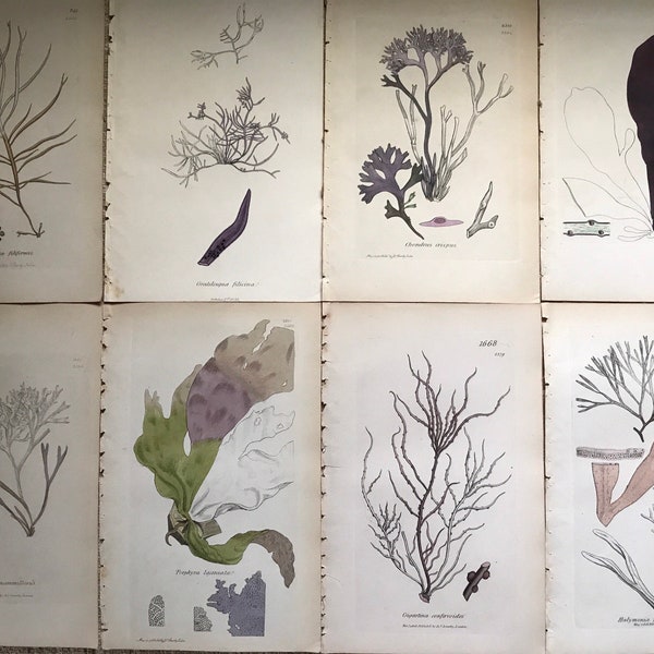 Seaweed Print - Etsy