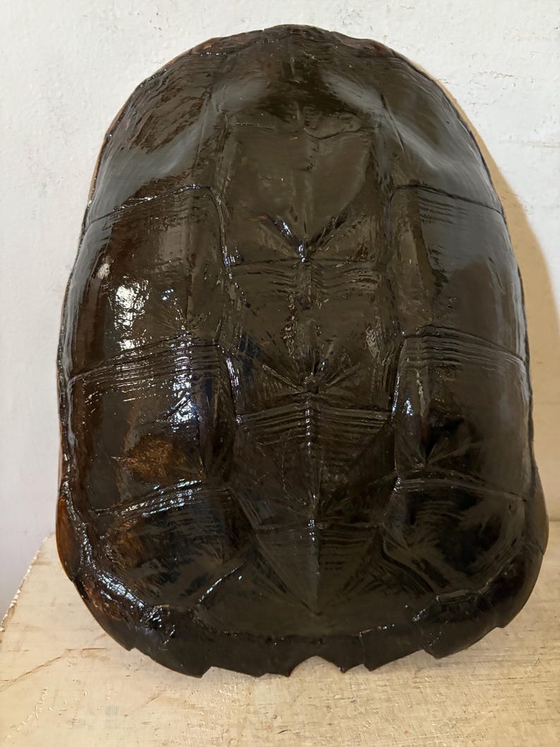 Vintage Turtle Shell Giant Taxidermy Curiosities Garden Natural ...