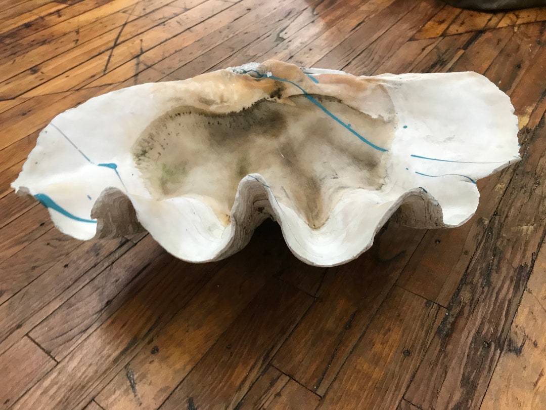Antique Giant Clam Shell Specimen Garden Planter Sea Shell Beach Gigas ...