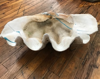 Antique Giant Clam Shell Specimen Garden Planter Sea Shell Beach Gigas ...