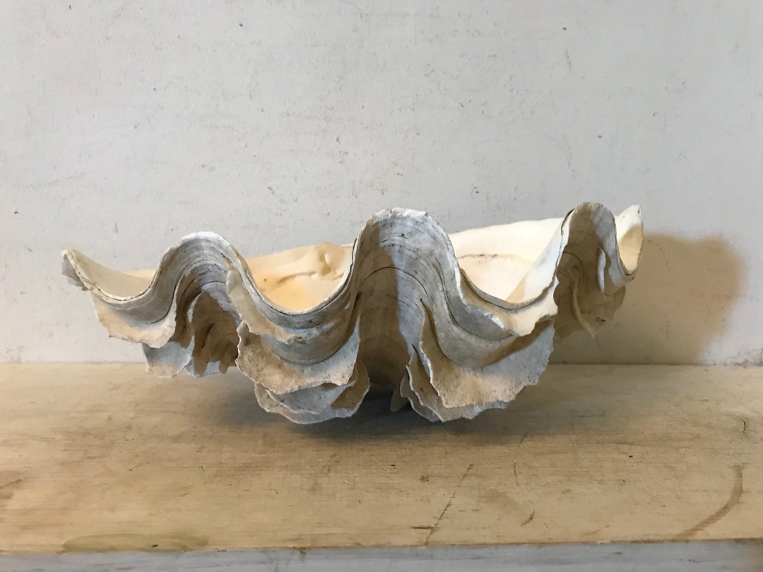 Antique Giant Clam Shell Specimen Garden Planter Sea Shell Beach Gigas ...