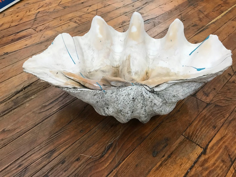 Antique Giant Clam Shell Specimen Garden Planter Sea Shell Beach Gigas ...