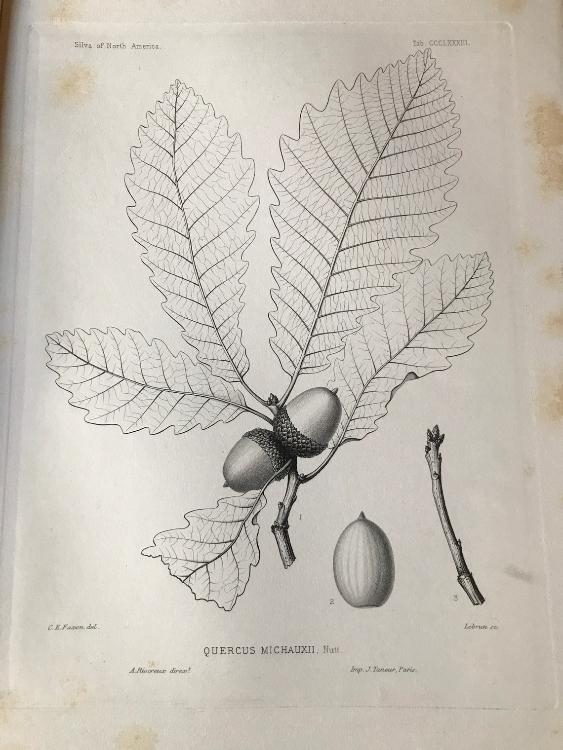 Antique Oak Acorn Print French Print Engraving 19th Century - Etsy