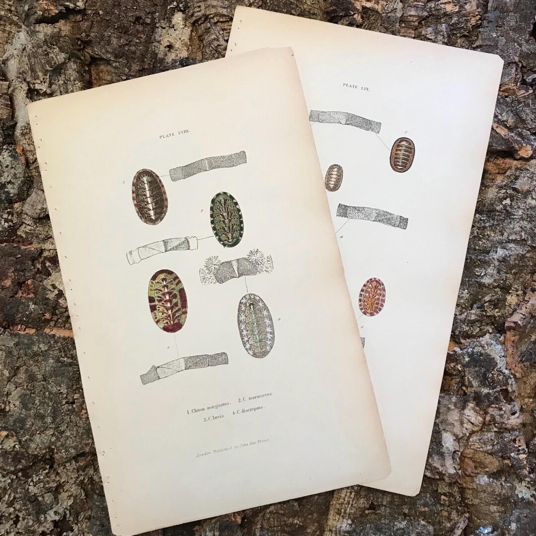 Antique English Shell Print Sowerby Print Chiton Mollusk Print Shell ...