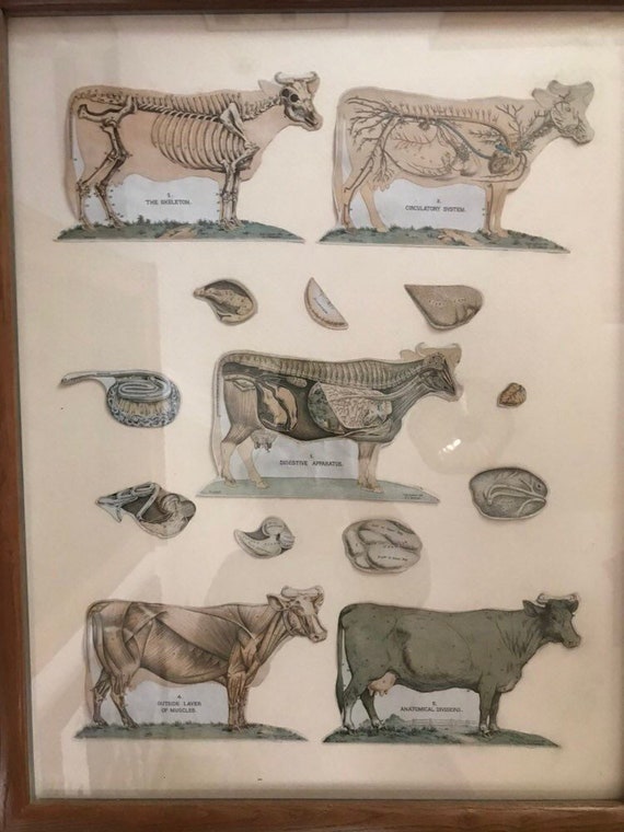 Cow Chart