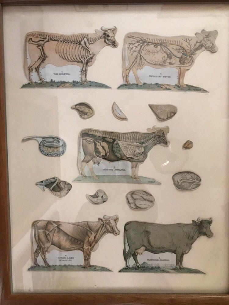 Antique Cow Chart Scientific Zoological Anatomy of a Cow Study 19th ...