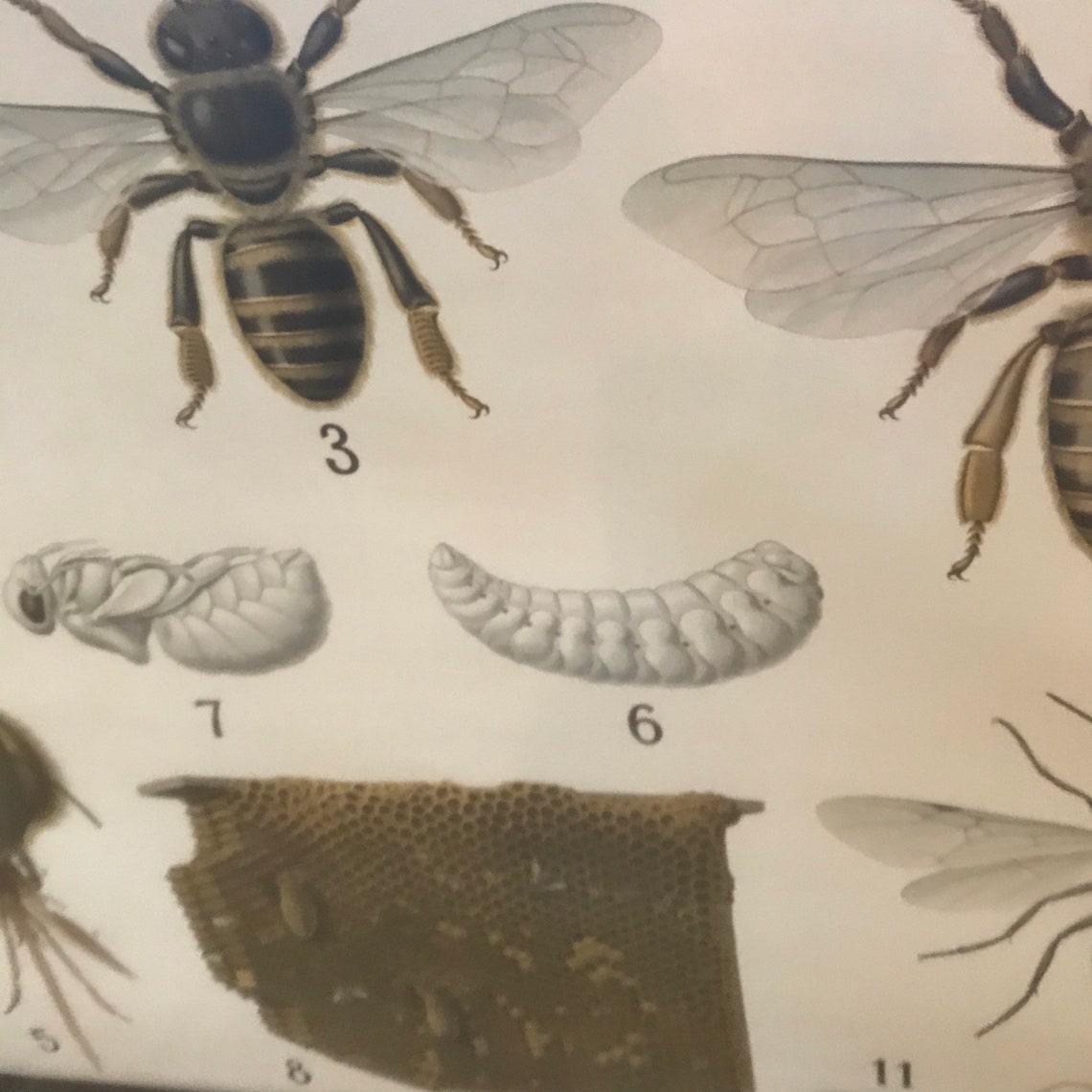 Antique Bee Chart Scientific Insect Chart Honey Bee Chart - Etsy