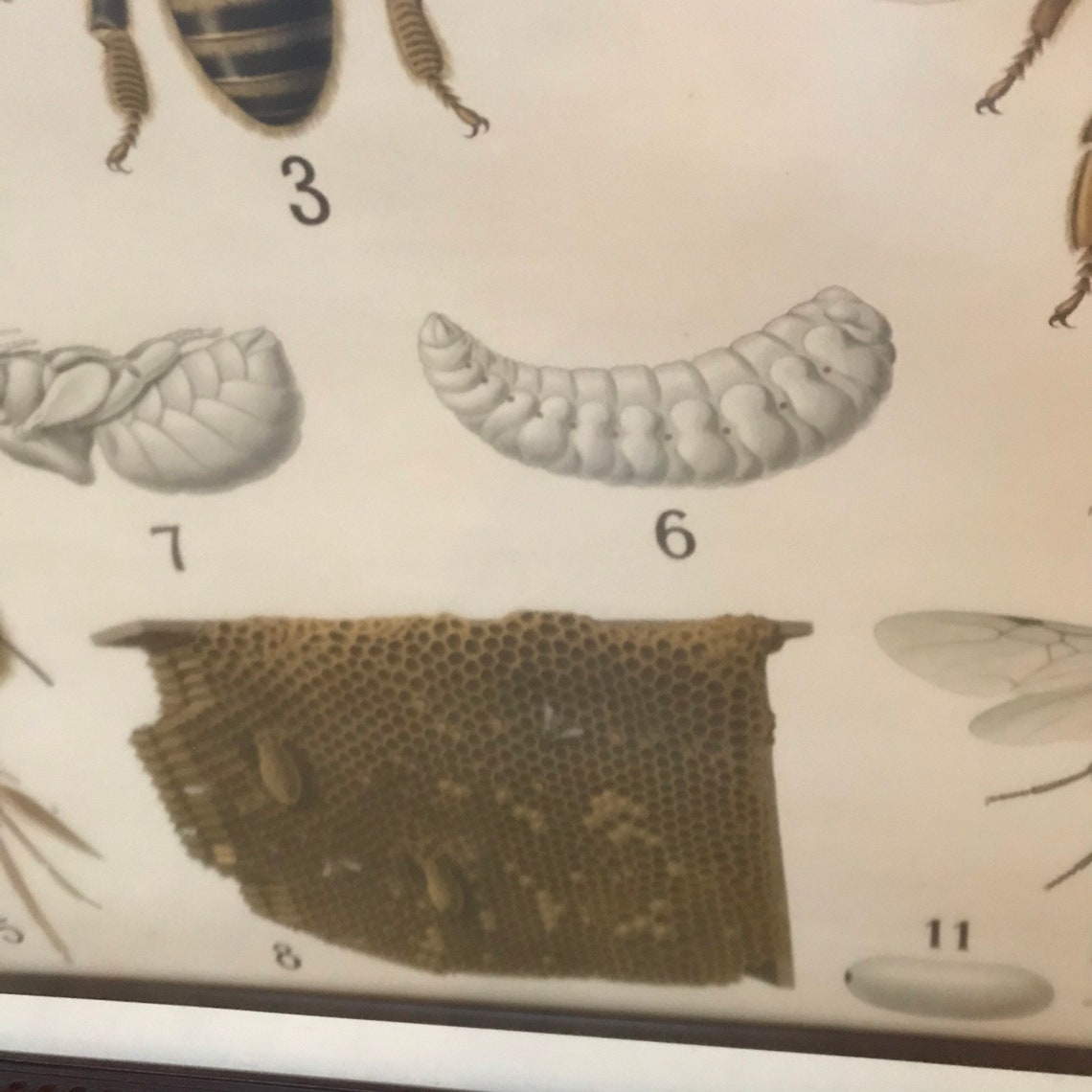 Antique Bee Chart Scientific Insect Chart Honey Bee Chart - Etsy