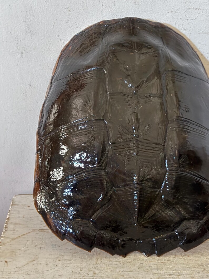 Vintage Turtle Shell Giant Taxidermy Curiosities Garden Natural ...
