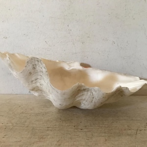 Antique Giant Clam Shell Specimen Garden Planter Sea Shell Beach Gigas ...