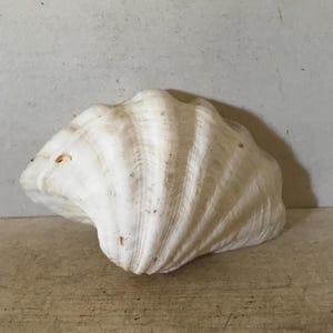 Antique Giant Clam Shell Specimen Garden Planter Sea Shell Beach Gigas ...
