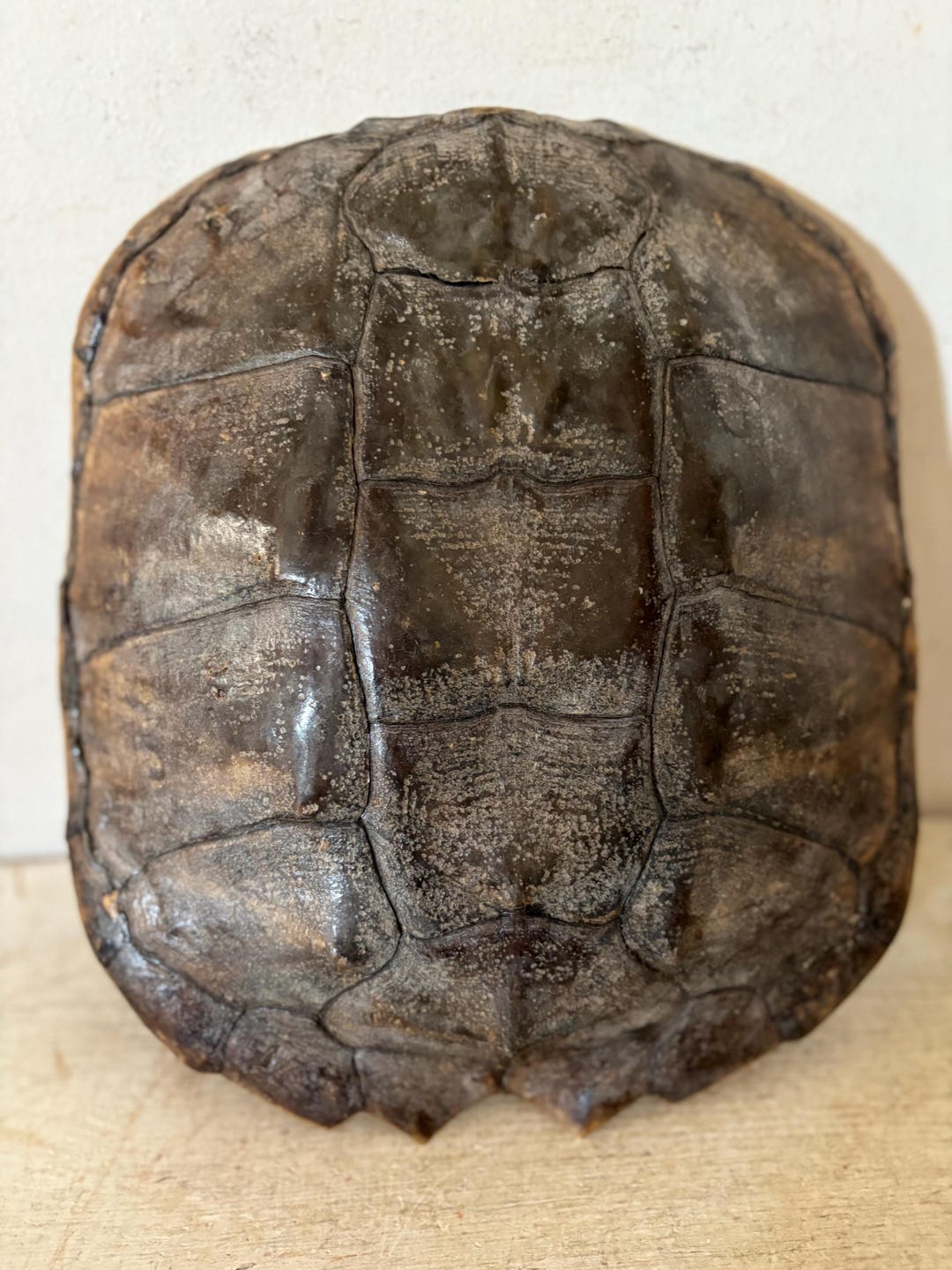 Vintage Turtle Shell Giant Taxidermy Curiosities Garden Natural ...