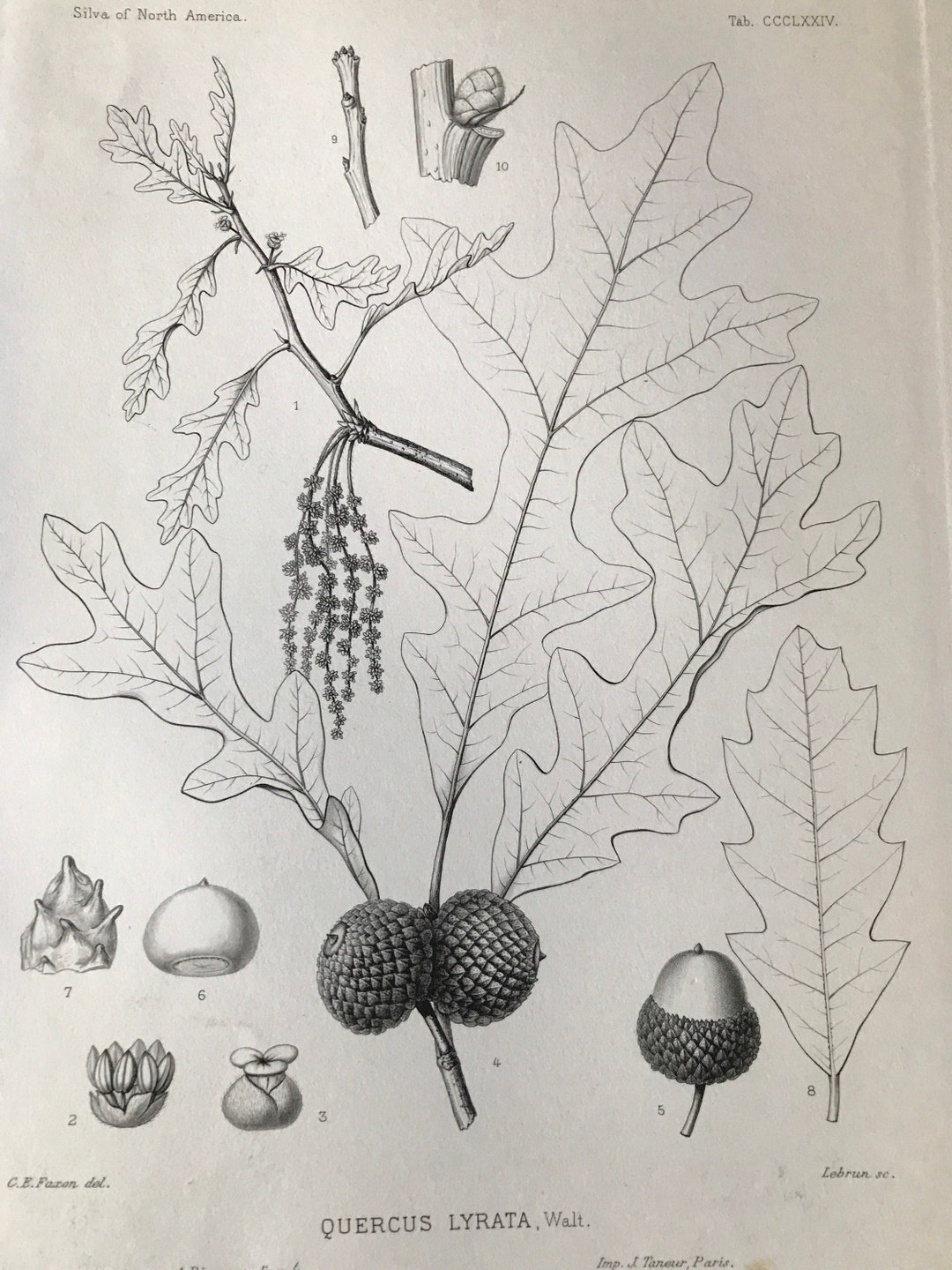 Antique Oak Acorn Print French Print Engraving 19th Century Trees of ...