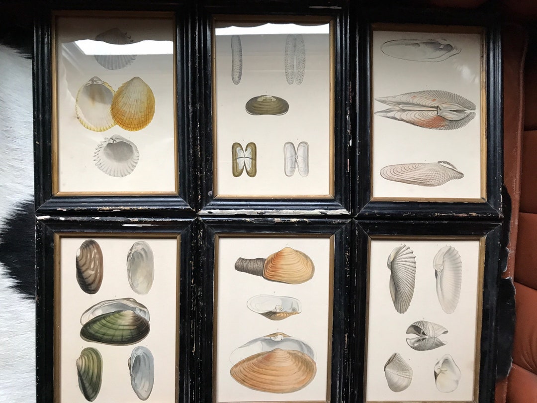 Antique French Shell Prints Sea Shell Prints Engravings Period Frames ...