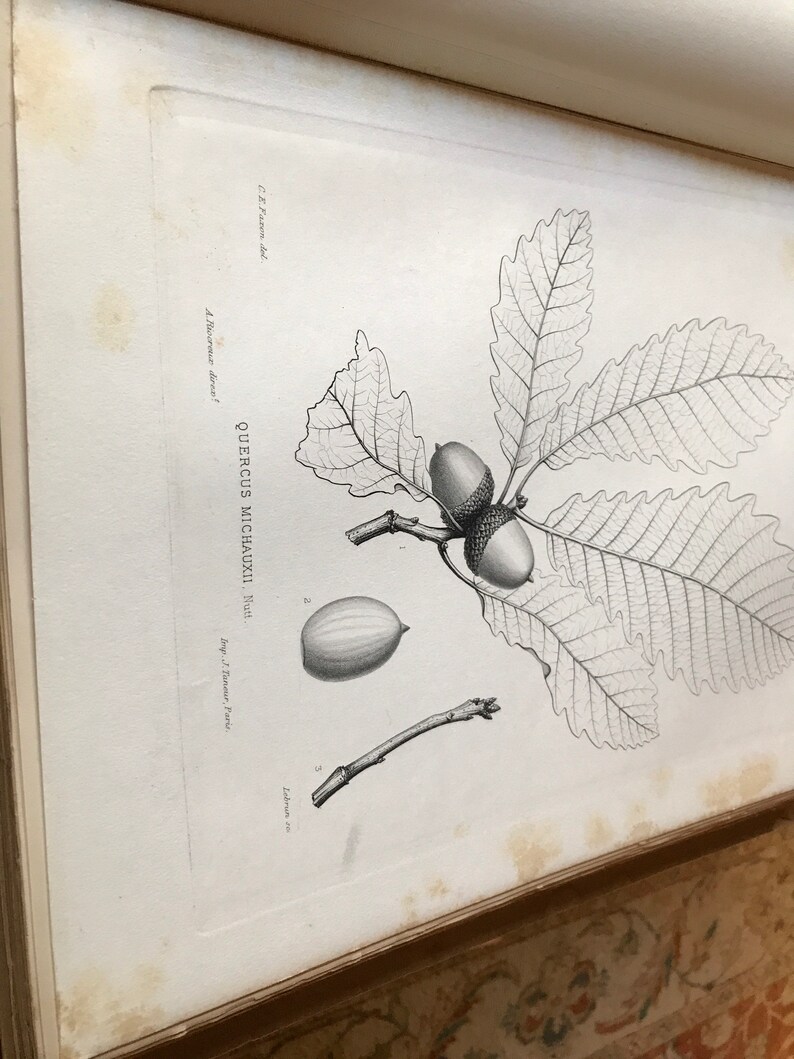 Antique Oak Acorn Print French Print Engraving 19th Century - Etsy