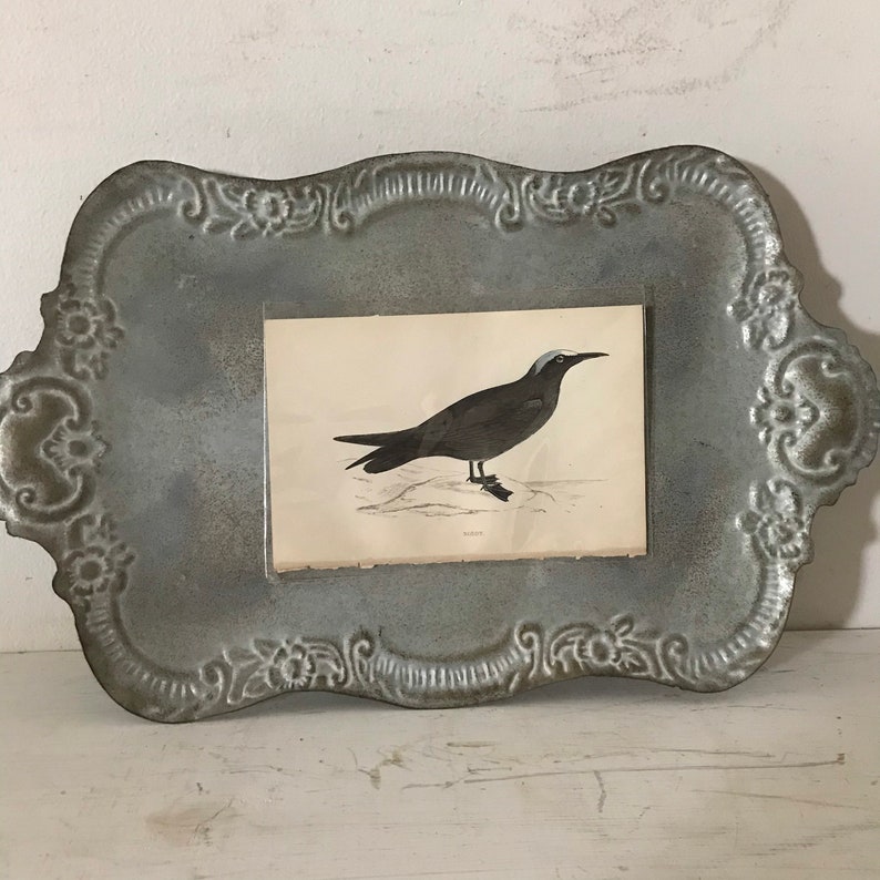 Antique Seagull Print Bird Engravings British Birds Study 19th Century - Etsy