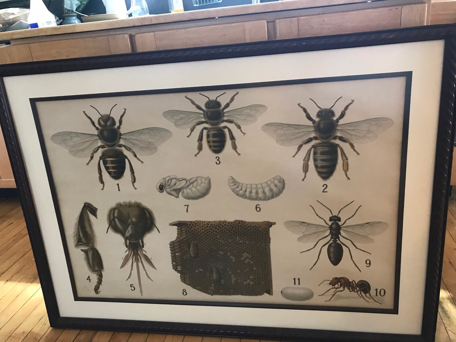 Antique Bee Chart Scientific Insect Chart Honey Bee Chart Insect Chart ...