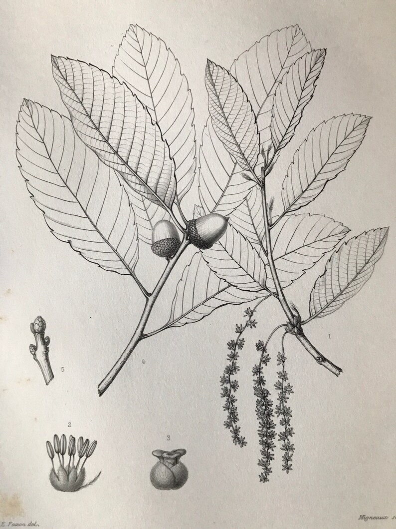Antique Oak Acorn Print French Print Engraving 19th Century - Etsy