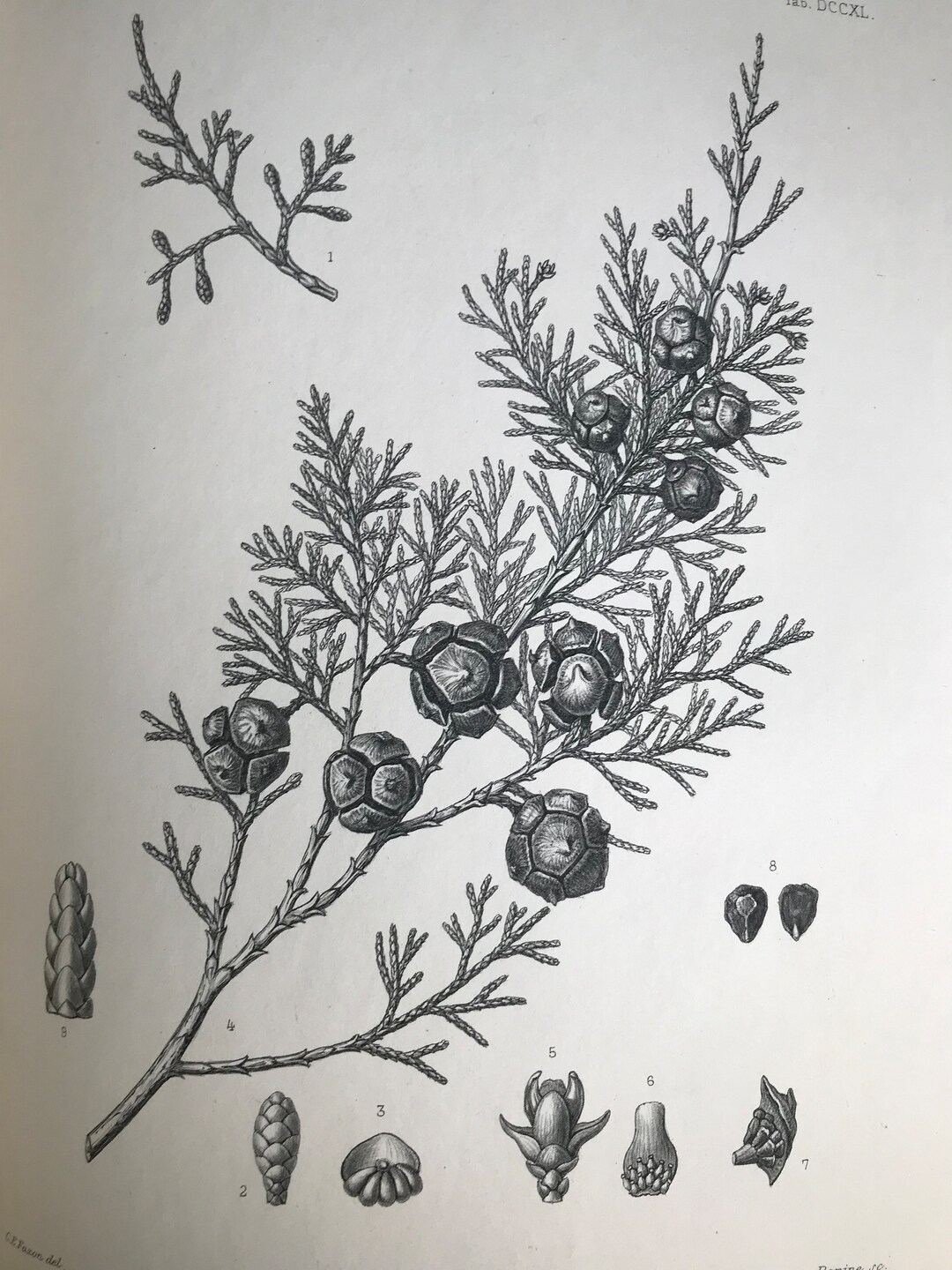 Antique French Cypress Print 19th Century Trees North America Botanical ...
