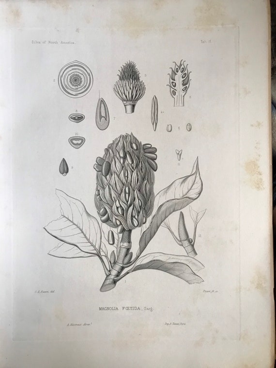 Home & Living Wall Decor Antique French Magnolia Print 19th Century ...