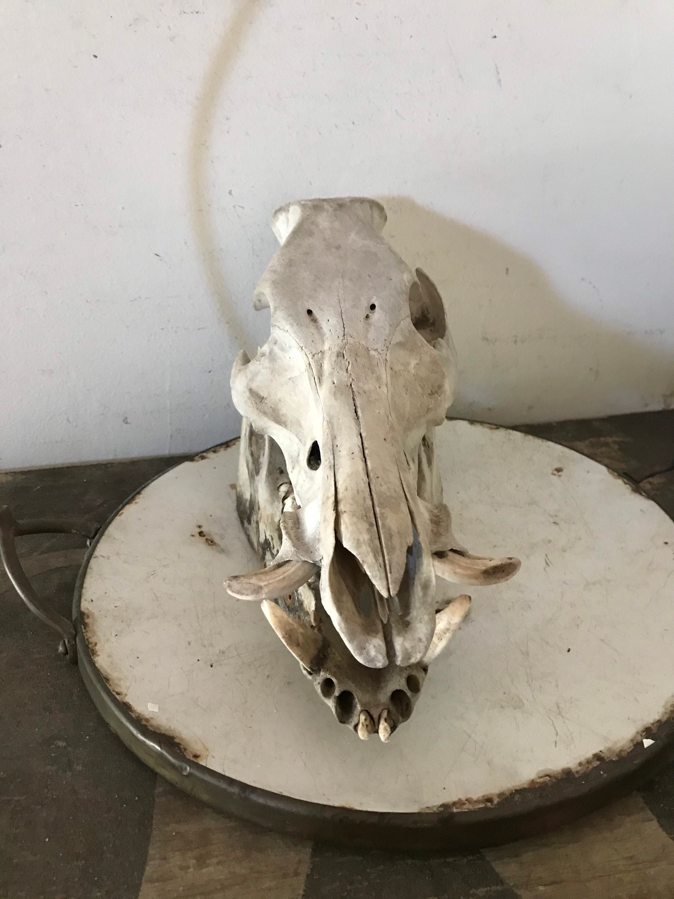 Antique Boar Skull Specimen Curiosity Animal Head Taxidermy - Etsy