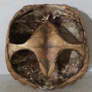 Vintage Turtle Shell Large Taxidermy Curiosities Garden Natural ...