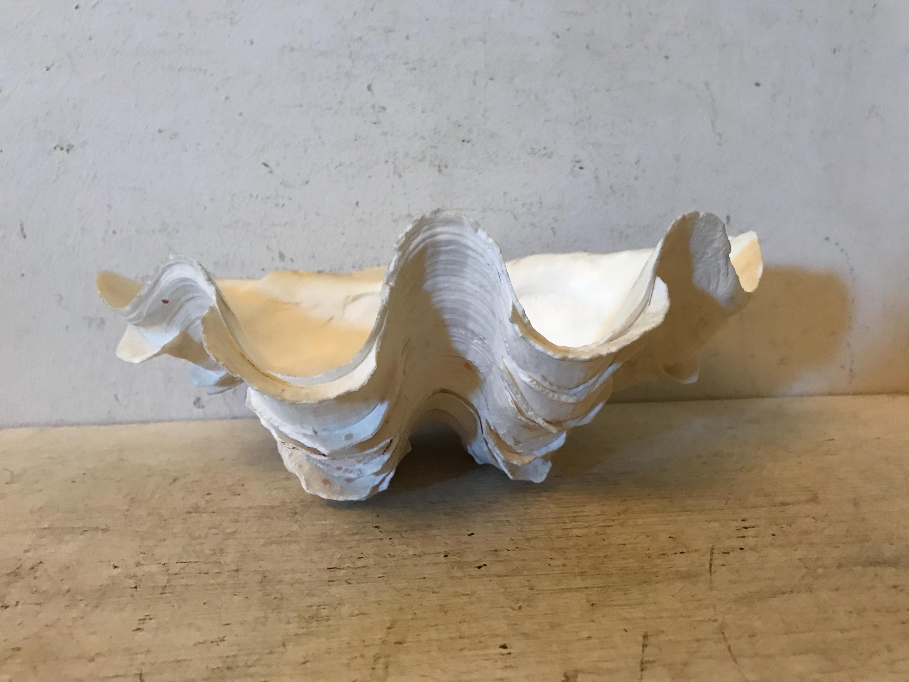 Giant Clam Shell Uk