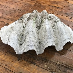 Antique Giant Clam Shell Specimen Garden Planter Sea Shell Beach Gigas ...