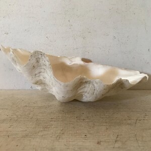 Antique Giant Clam Shell Specimen Garden Planter Sea Shell Beach Gigas ...