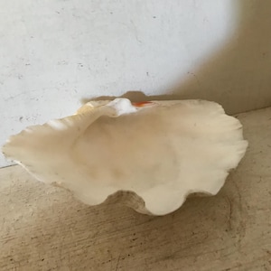 Antique Giant Clam Shell Specimen Garden Planter Sea Shell Beach Gigas ...