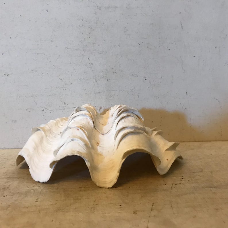Antique Giant Clam Shell Specimen Garden Planter Sea Shell Beach Gigas ...