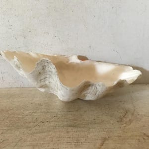 Antique Giant Clam Shell Specimen Garden Planter Sea Shell Beach Gigas ...