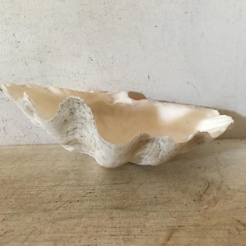 Clam Shell Planter - Etsy
