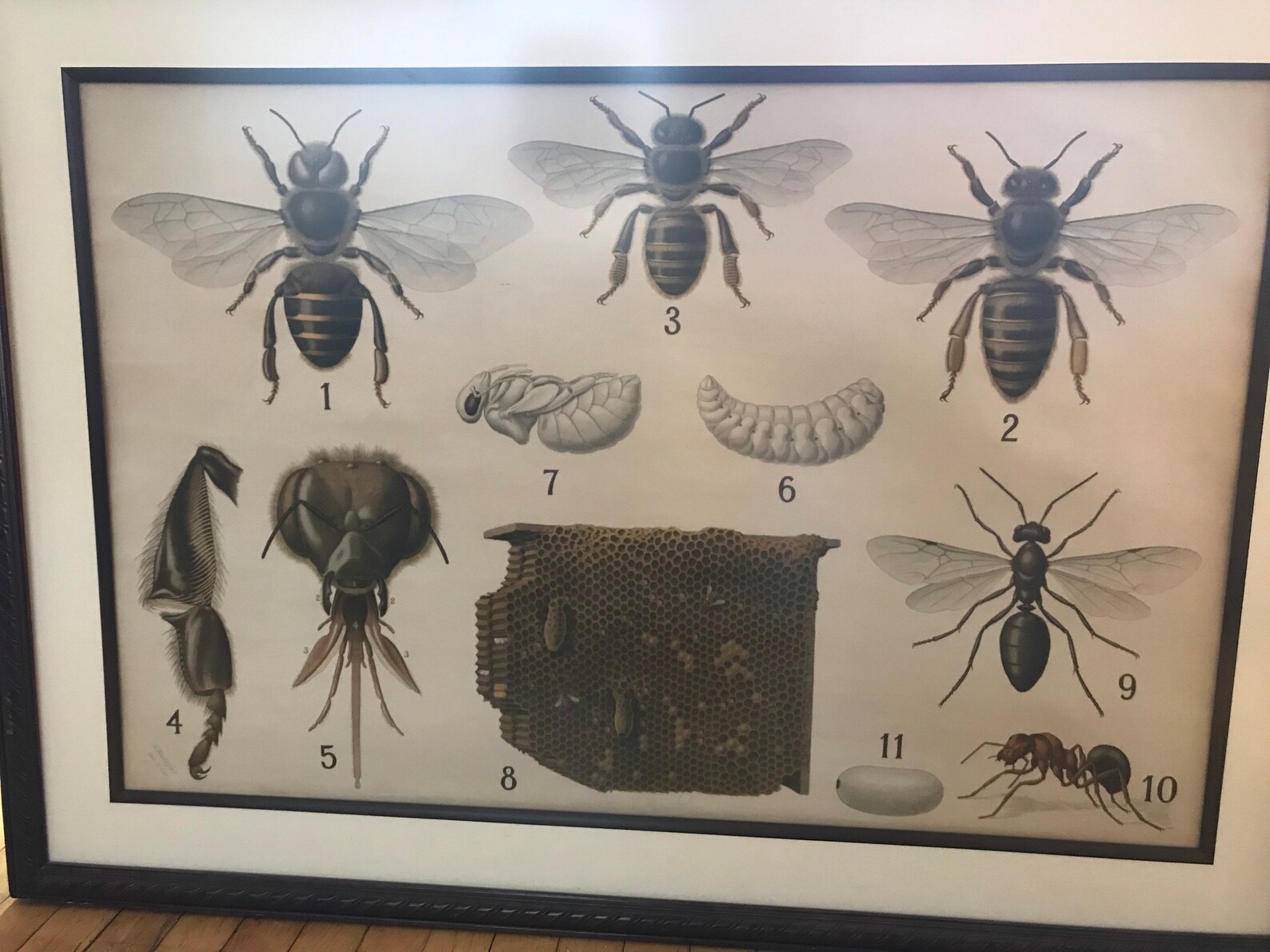 Antique Bee Chart Scientific Insect Chart Honey Bee Chart - Etsy