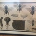 Antique Bee Chart Scientific Insect Chart Honey Bee Chart Insect Chart ...