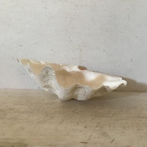 Antique Giant Clam Shell Specimen Garden Planter Sea Shell Beach Gigas ...