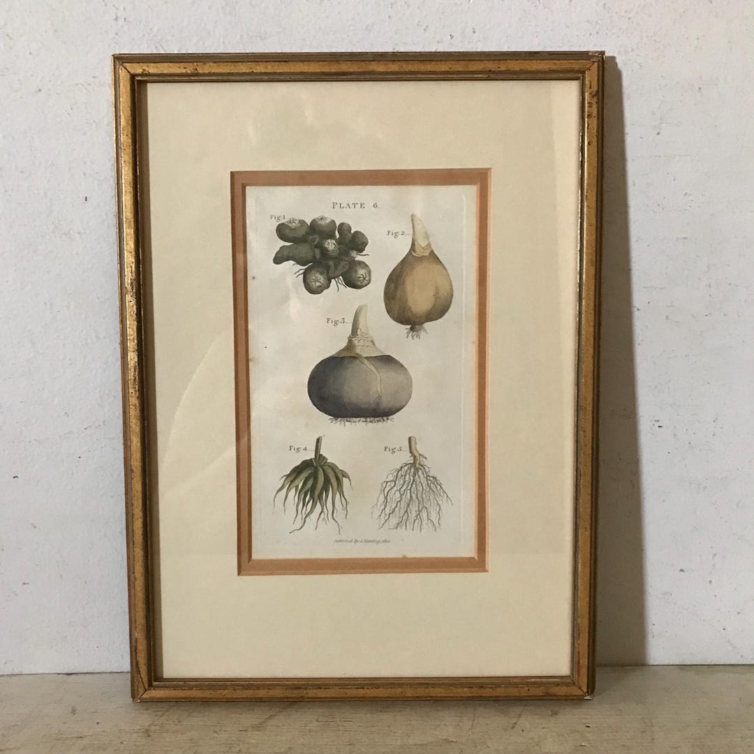 Antique English Botanical Print Early Botanical Study Architectural ...