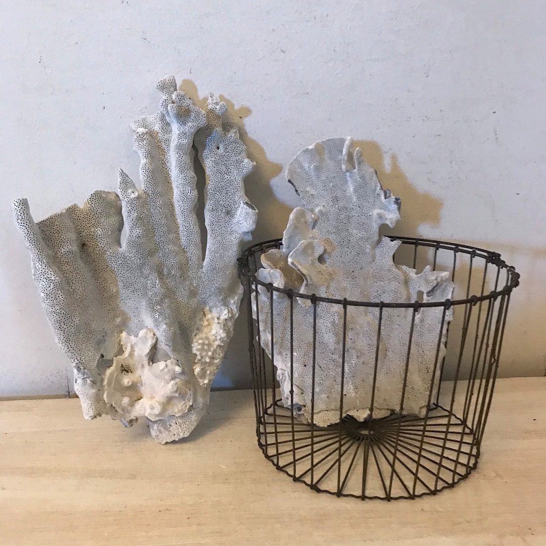 Antique Coral Specimens Giant Shell Scientific Shell Sea Garden Natural ...