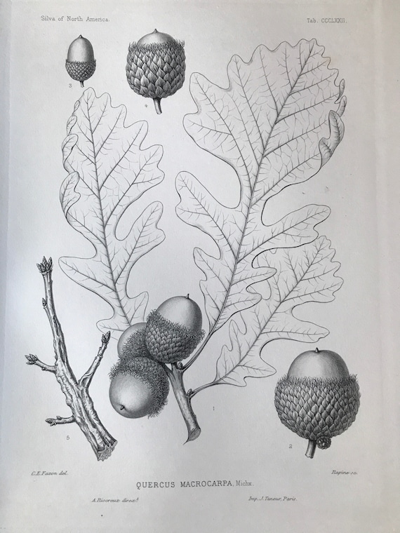Quercus Macrocarpa Acorn