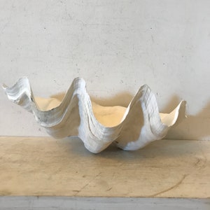 Antique Giant Clam Shell Specimen Garden Planter Sea Shell Beach Gigas ...