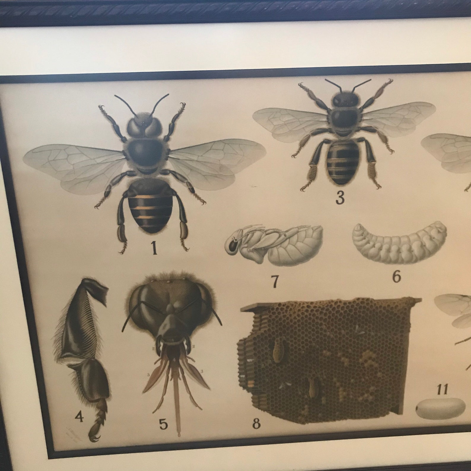 Antique Bee Chart Scientific Insect Chart Honey Bee Chart Insect Chart ...