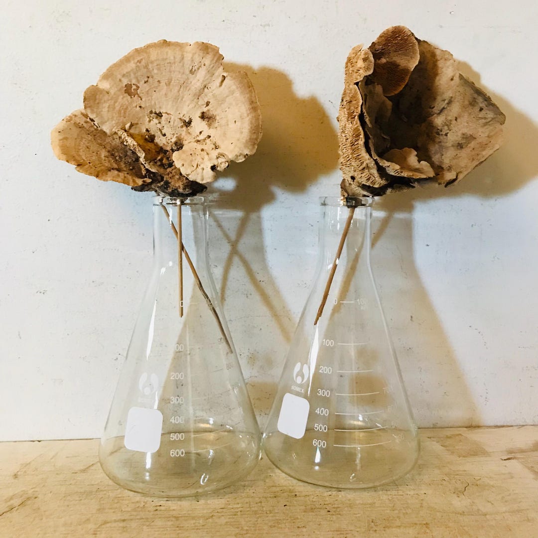 Antique Lab Beaker Flask Test Tube Scientific Botanical Garden Vase ...