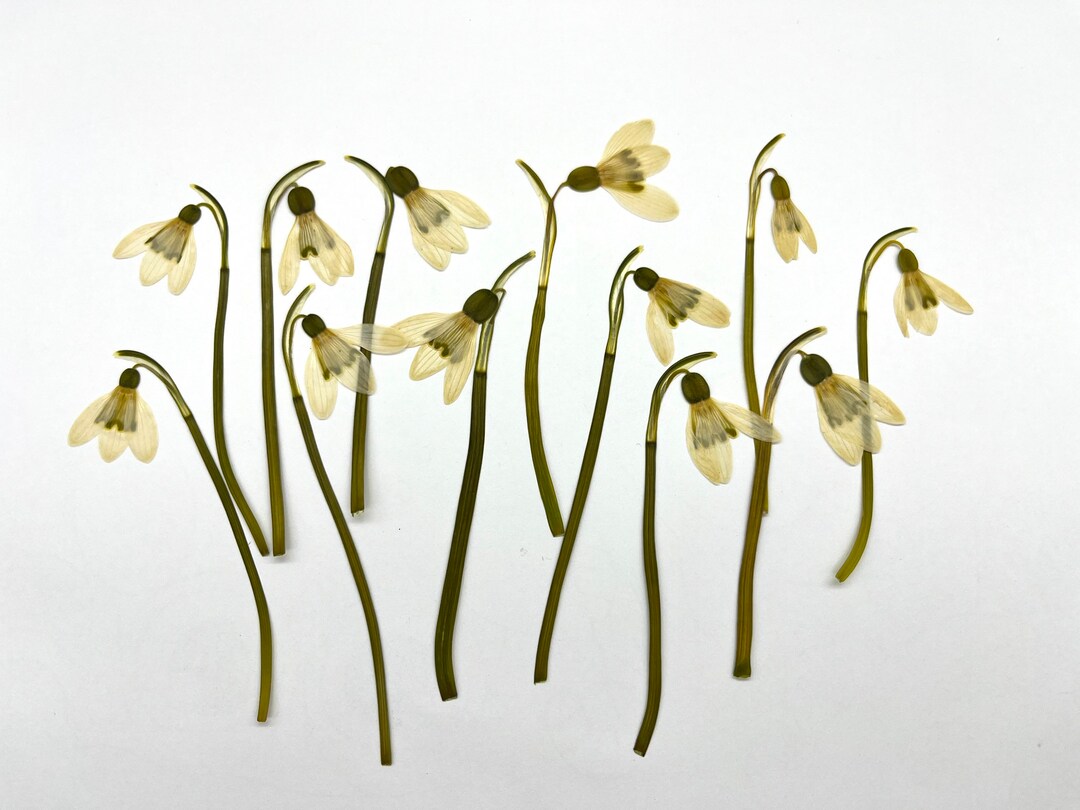 Snowdrop Flowers Pressed Dried Real White 15 Pcs Dry for Herbarium ...