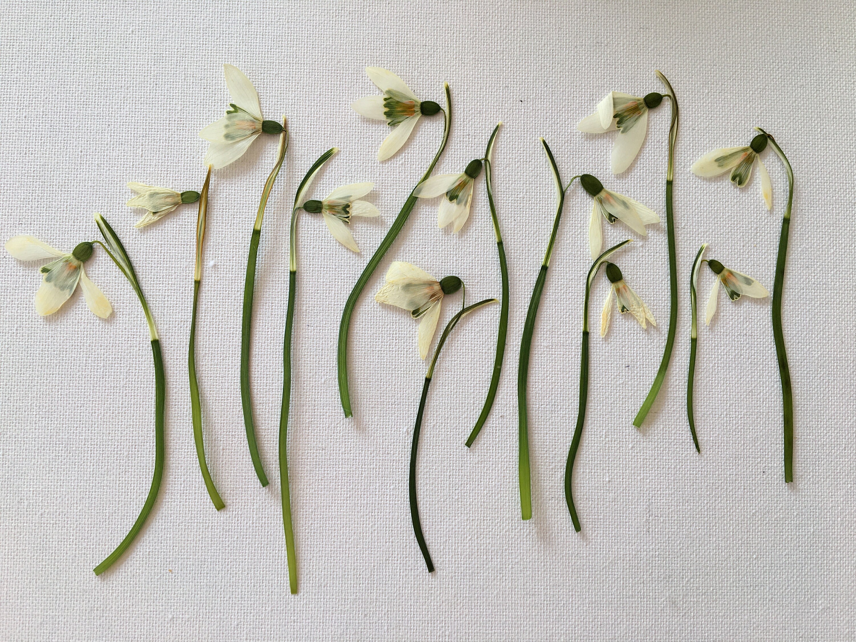 Snowdrop Flowers Pressed Dried Real White 12 Pcs Dry for - Etsy