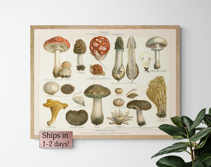 Vintage Mushroom Poster, Botanical Art Print, Mushroom Art, Kitchen ...