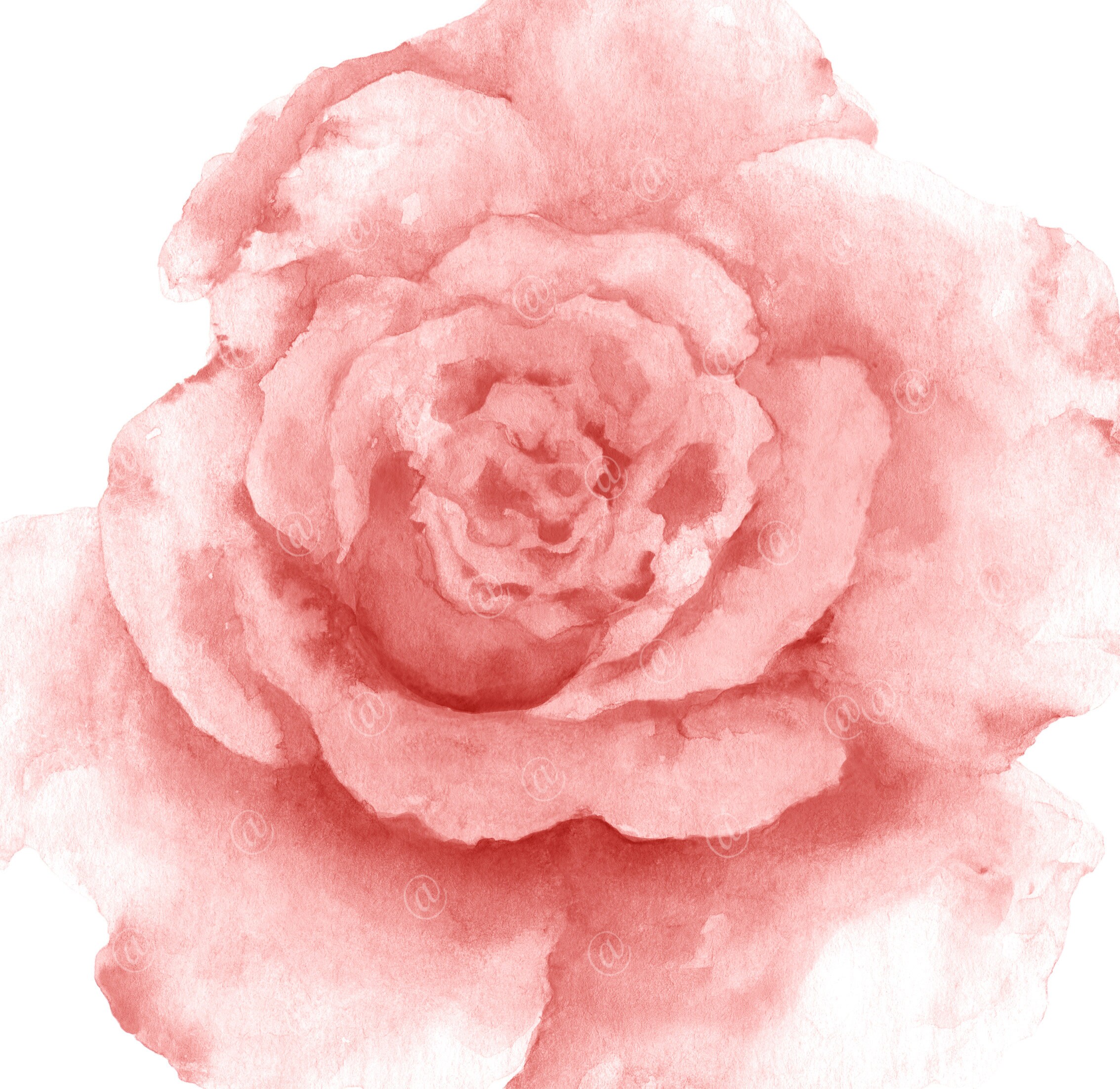 Pintura de acuarela rosa rosa para decoración de habitación | Etsy