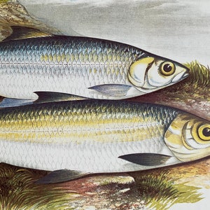 Pollan Powan British Fresh Water Fish Rev. W. Houghton | Etsy