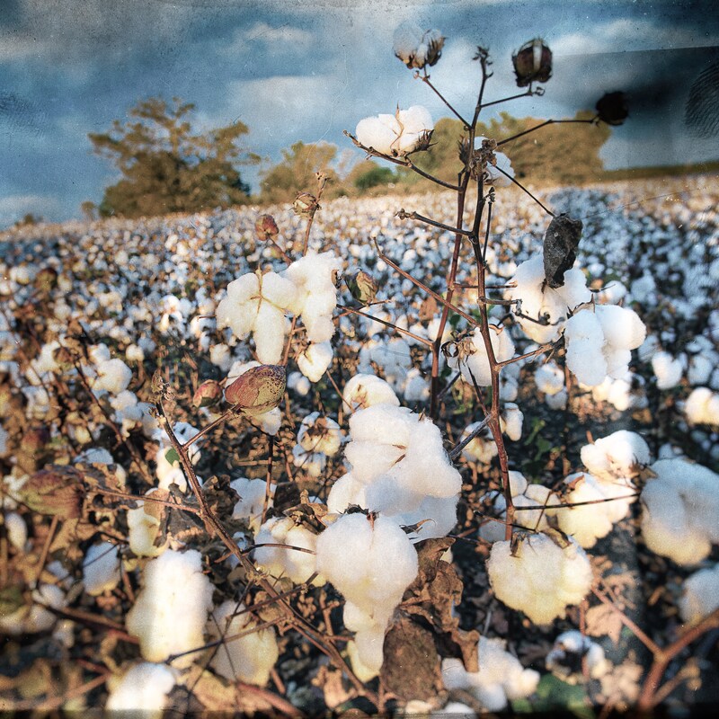 Cotton Fields - Etsy